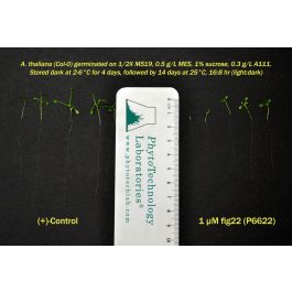 PhytoTech Plant Tissue Culture | Mandel Scientific